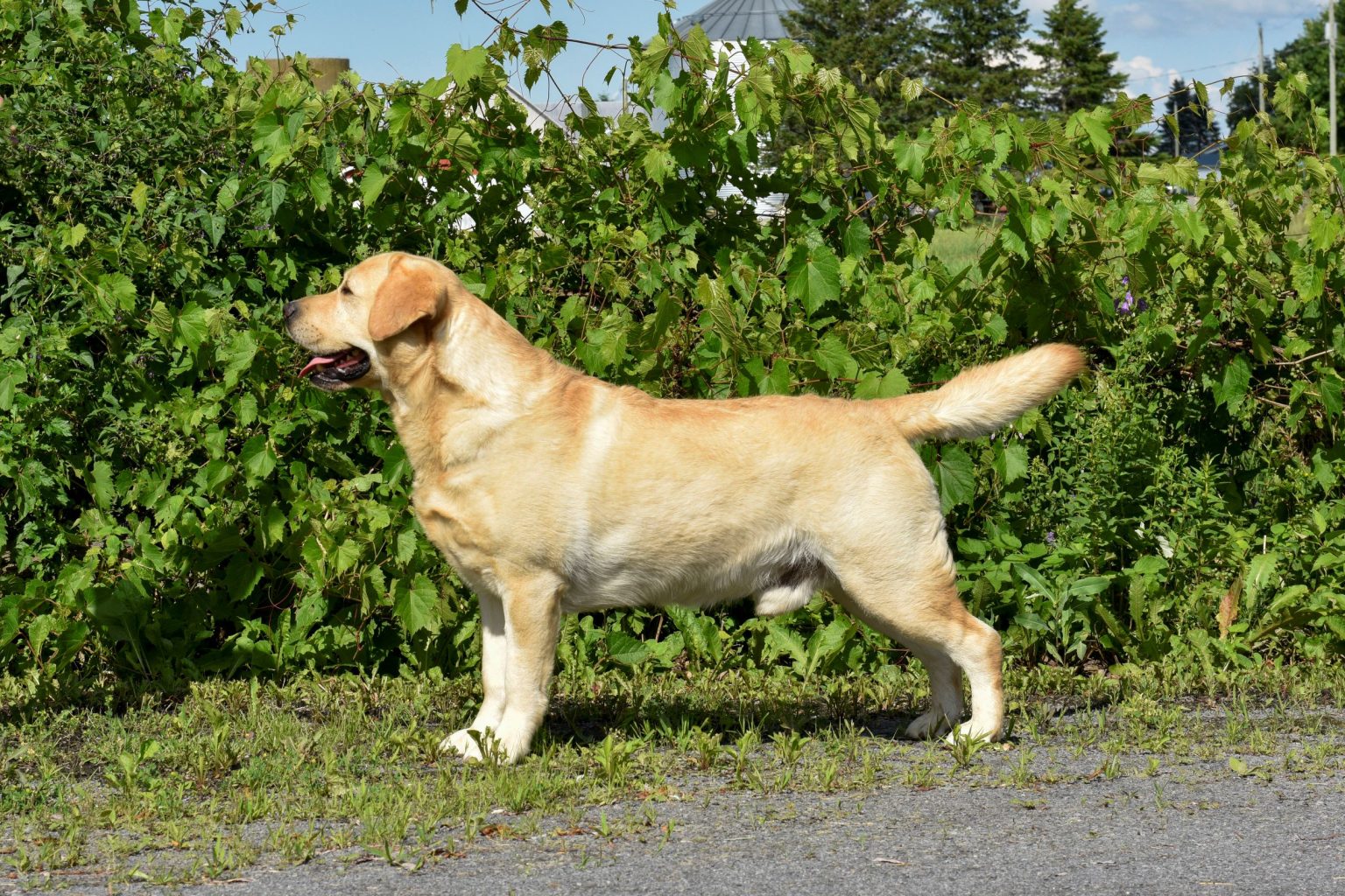 Preston – Labradale